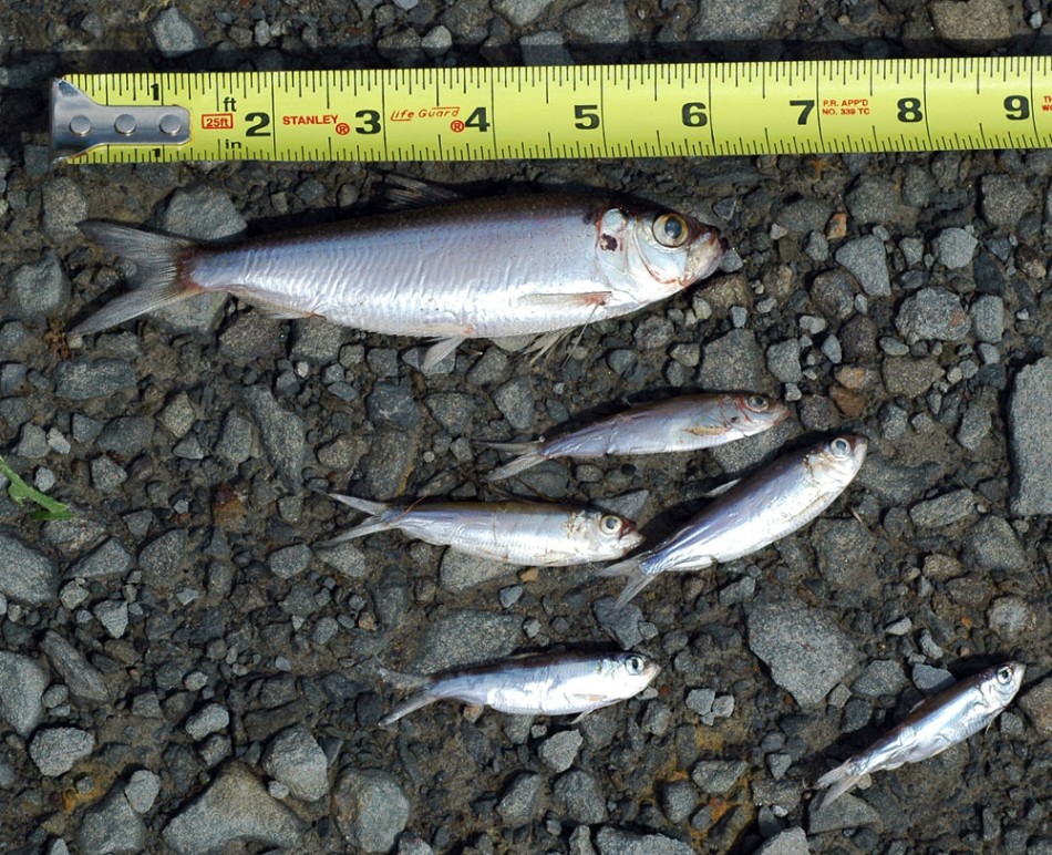 Fishing Alewives on the Delaware – The Delaware River Club